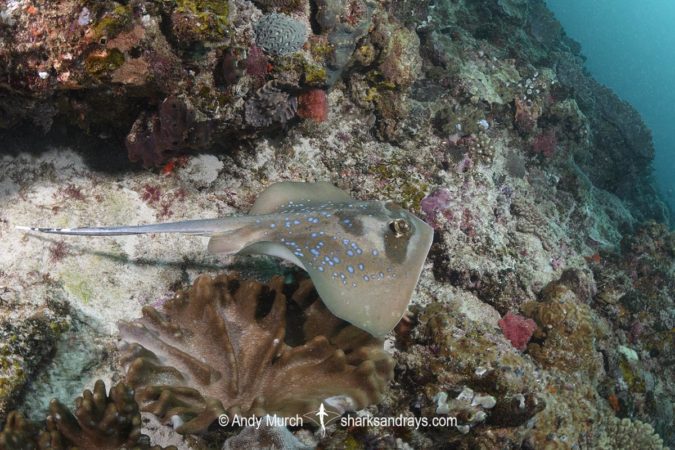 Indian Ocean Bluespotted Maskray 009 | Sharks and Rays