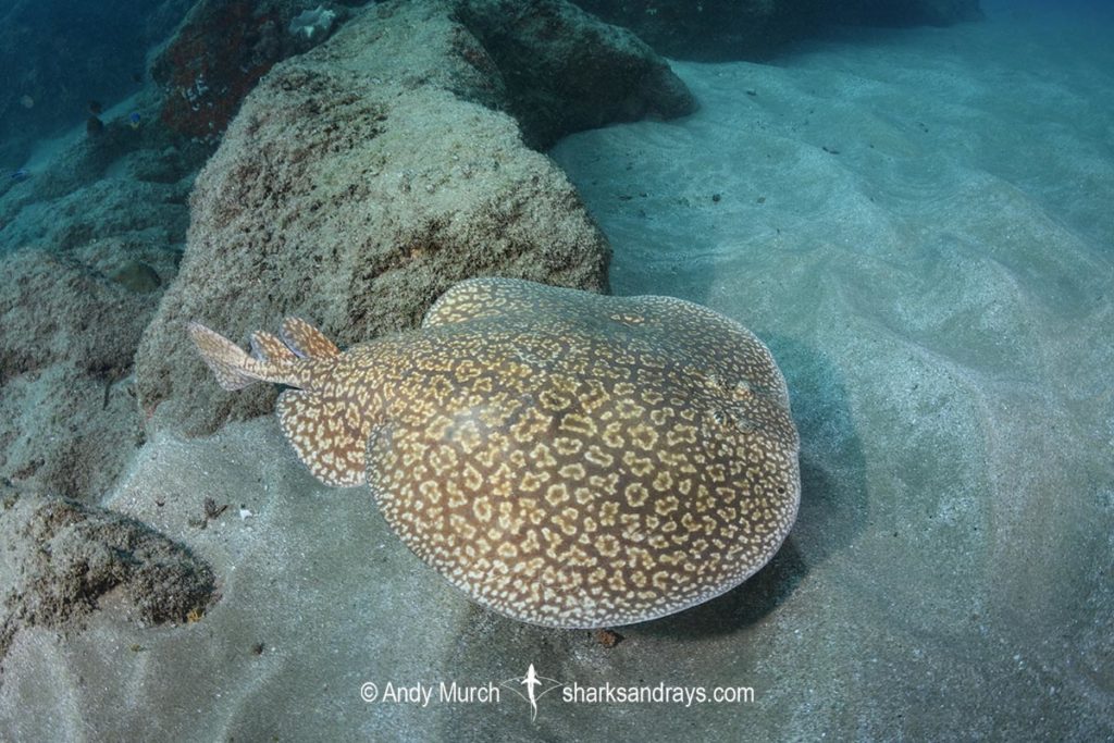 Gulf Torpedo Ray 030 | Sharks and Rays
