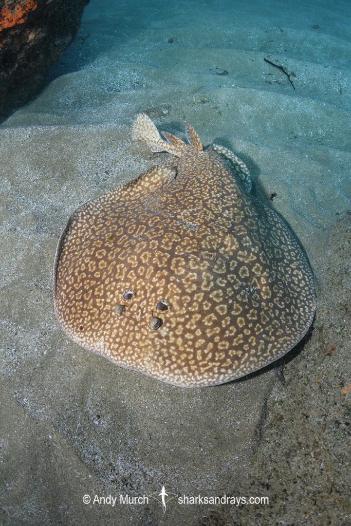 Gulf Torpedo Ray 043 | Sharks and Rays