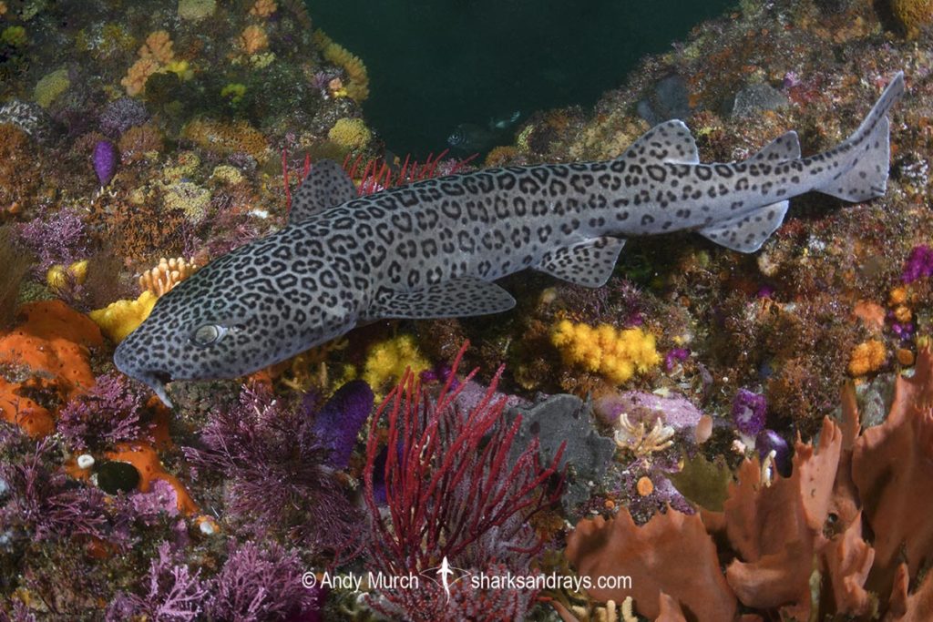 Leopard Catshark 055 | Sharks and Rays