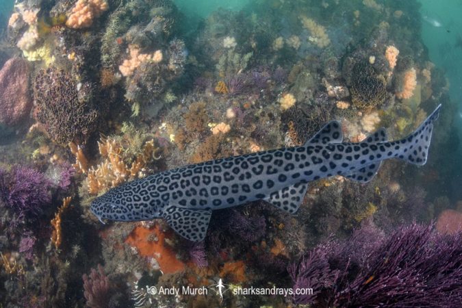 Leopard Catshark 073 | Sharks and Rays