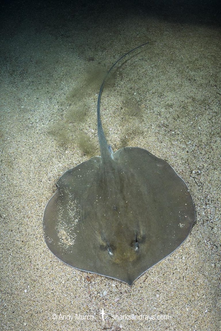 Pearl Whipray 001 | Sharks and Rays