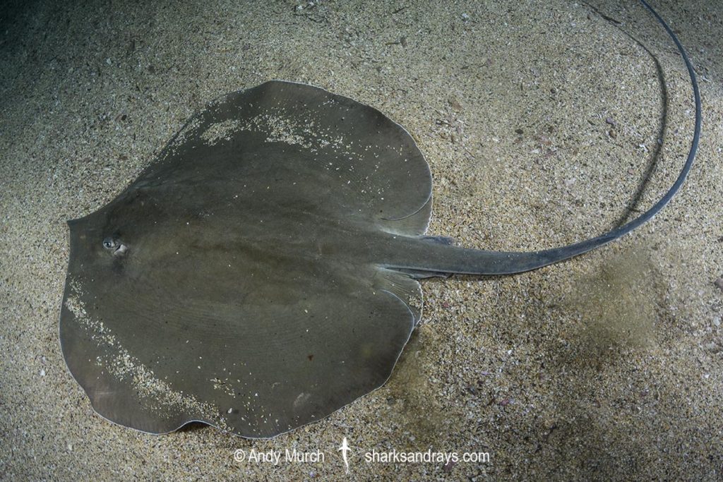 Pearl Whipray 005 | Sharks and Rays