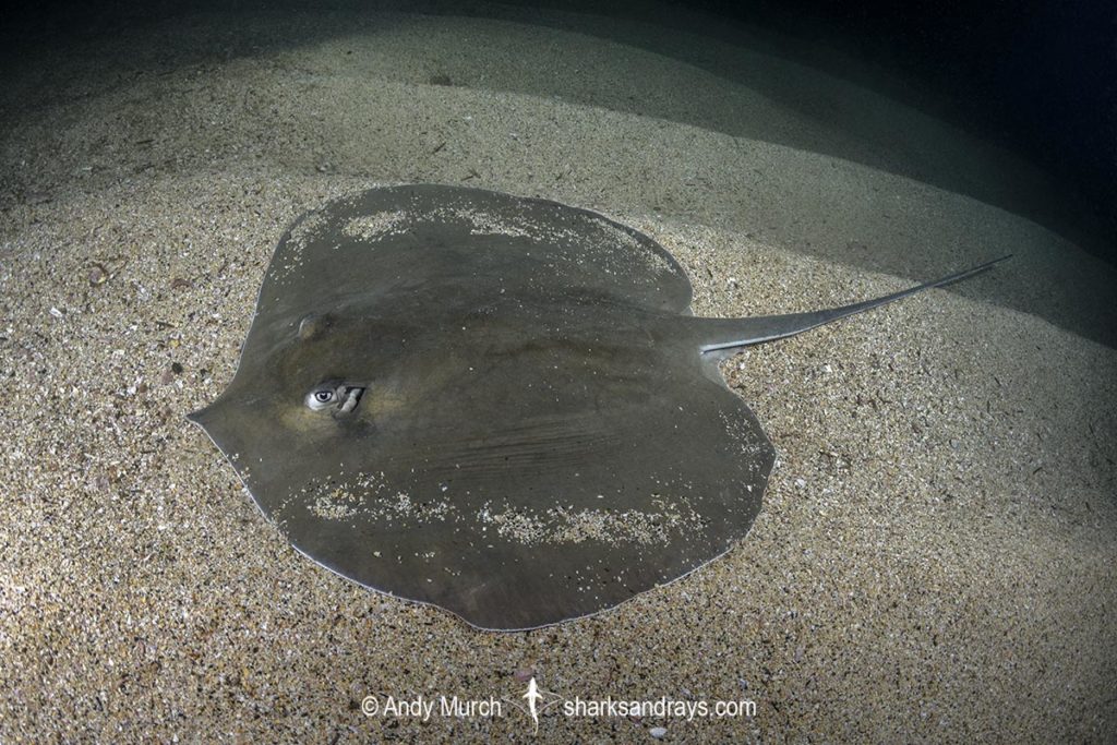 Senegal Torpedo Ray Photography Expedition 2024
