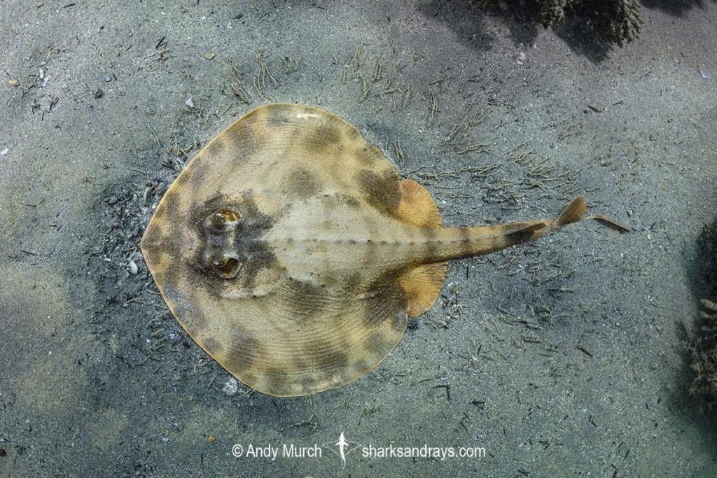 Striped Panray 002 | Sharks and Rays