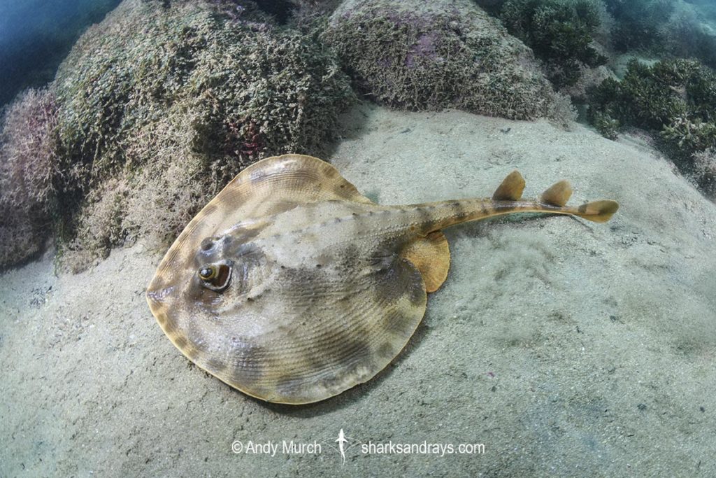 Striped Panray 012 | Sharks and Rays