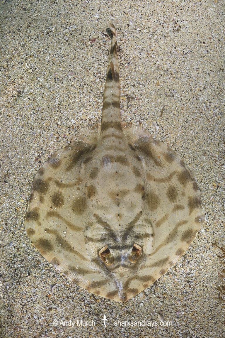 Striped Panray 042 | Sharks and Rays