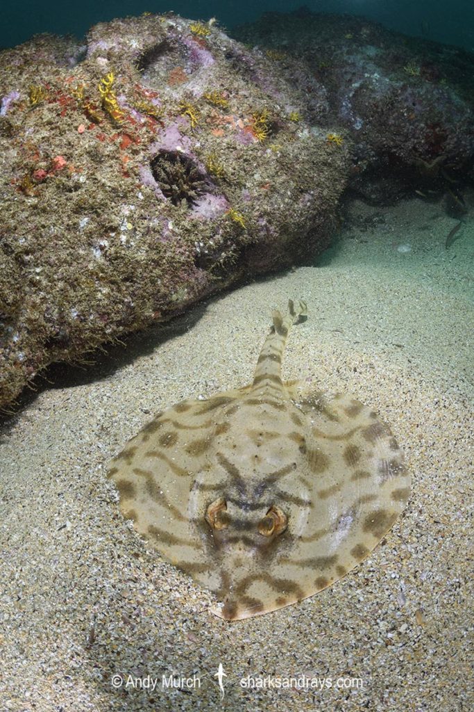 Striped Panray 047 | Sharks and Rays