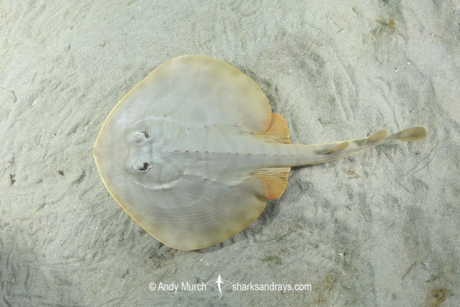 Striped Panray 067 | Sharks and Rays