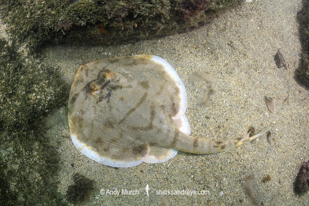 Striped Panray 092 | Sharks and Rays