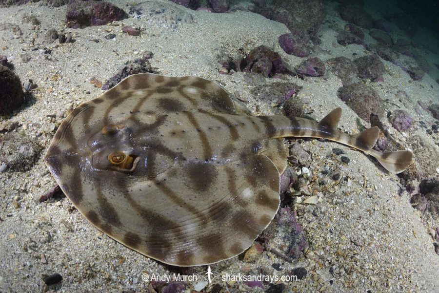 Striped Panray 099 | Sharks and Rays