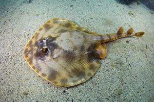 Striped Panray | Sharks and Rays