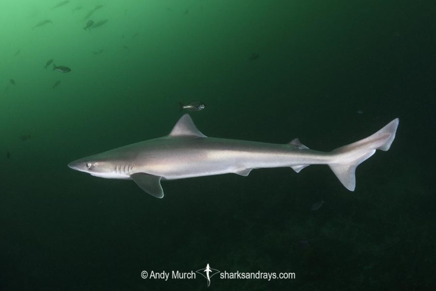 Tope Shark 044 | Sharks and Rays