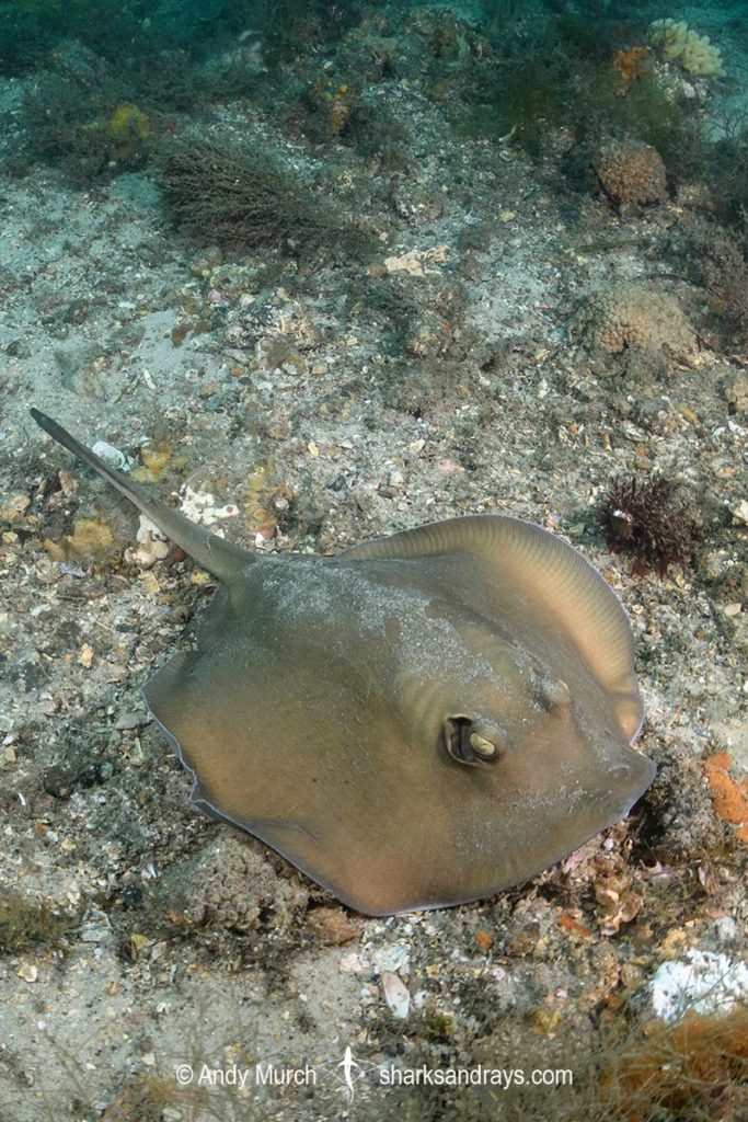 Common Stingaree 025 | Sharks and Rays