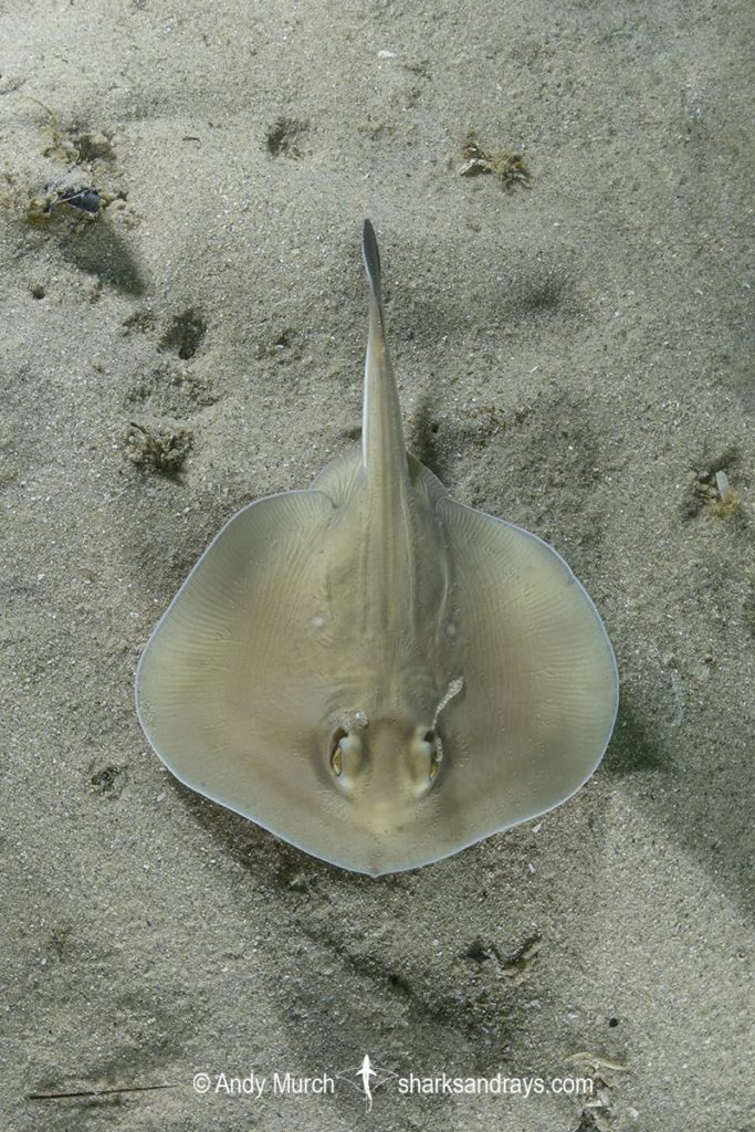 Sparsely-spotted Stingaree - Urolophus paucimaculatus