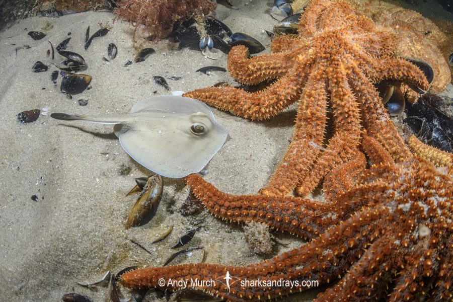 Sparsely-spotted Stingaree - Urolophus paucimaculatus