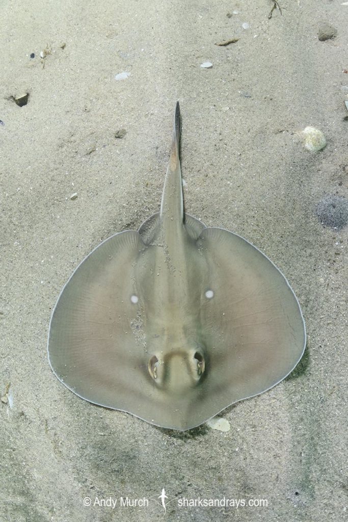 Sparsely-spotted Stingaree - Urolophus paucimaculatus