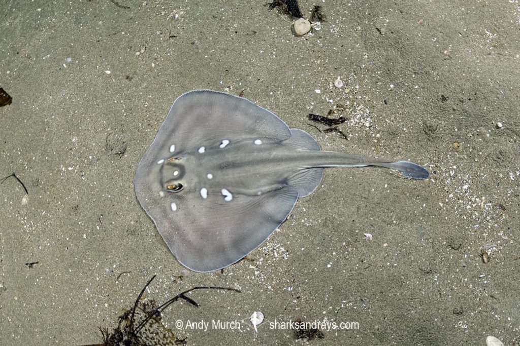 Sparsely-spotted Stingaree - Urolophus paucimaculatus