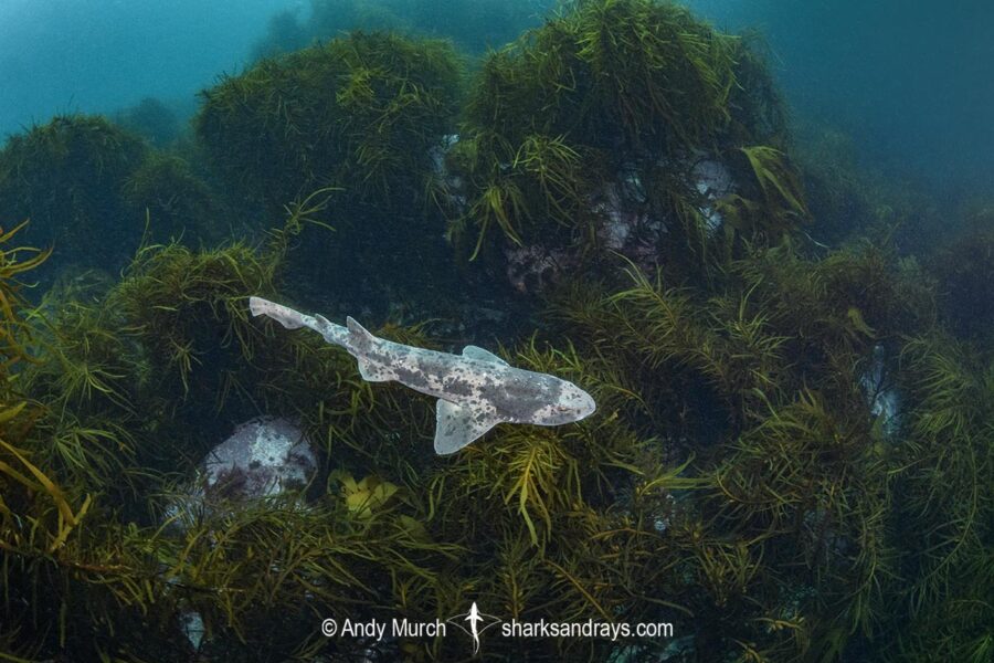 Australian Swellshark 016 | Sharks and Rays