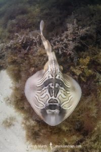 Eastern Fiddler Ray 012 | Sharks and Rays