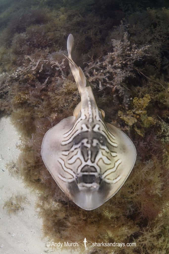 Eastern Fiddler Ray 012 | Sharks and Rays