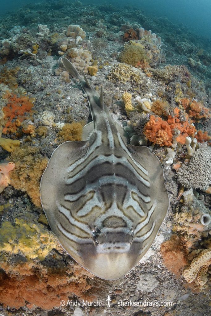 Eastern Fiddler Ray 034 | Sharks and Rays