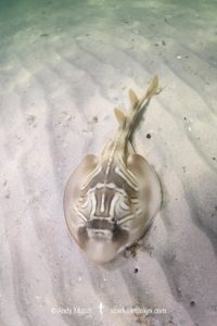 Southern Fiddler Ray 005 | Sharks and Rays