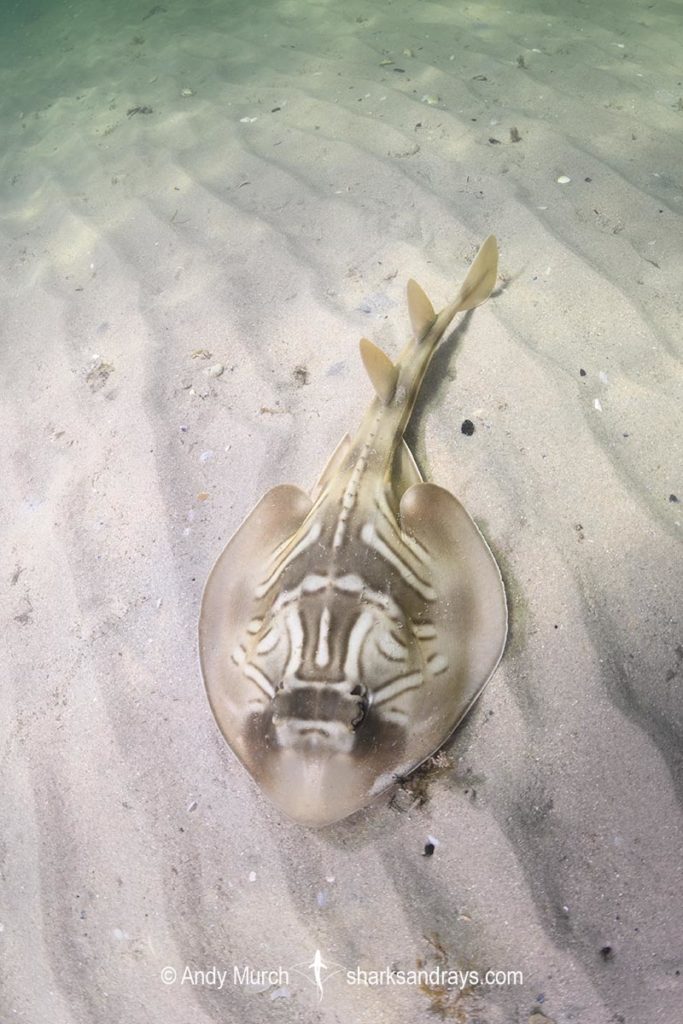 Southern Fiddler Ray 005 | Sharks and Rays