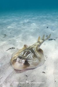 Southern Fiddler Ray 013 | Sharks and Rays