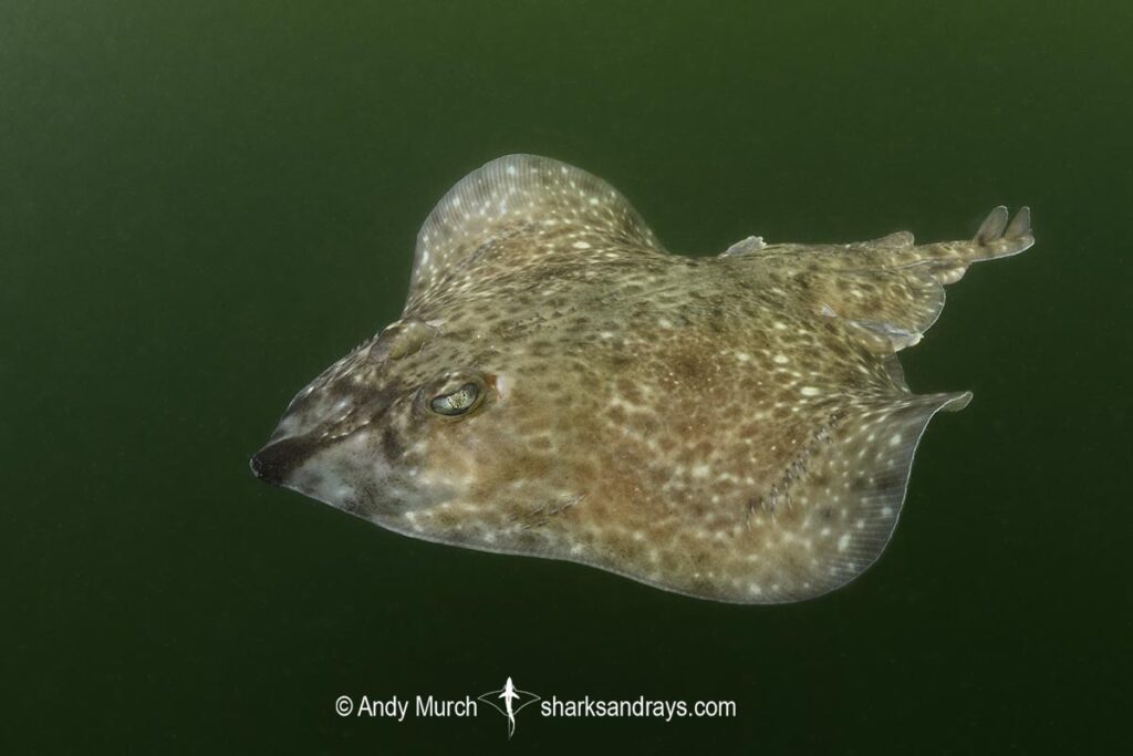 Australian Thornback Skate 008 | Sharks and Rays