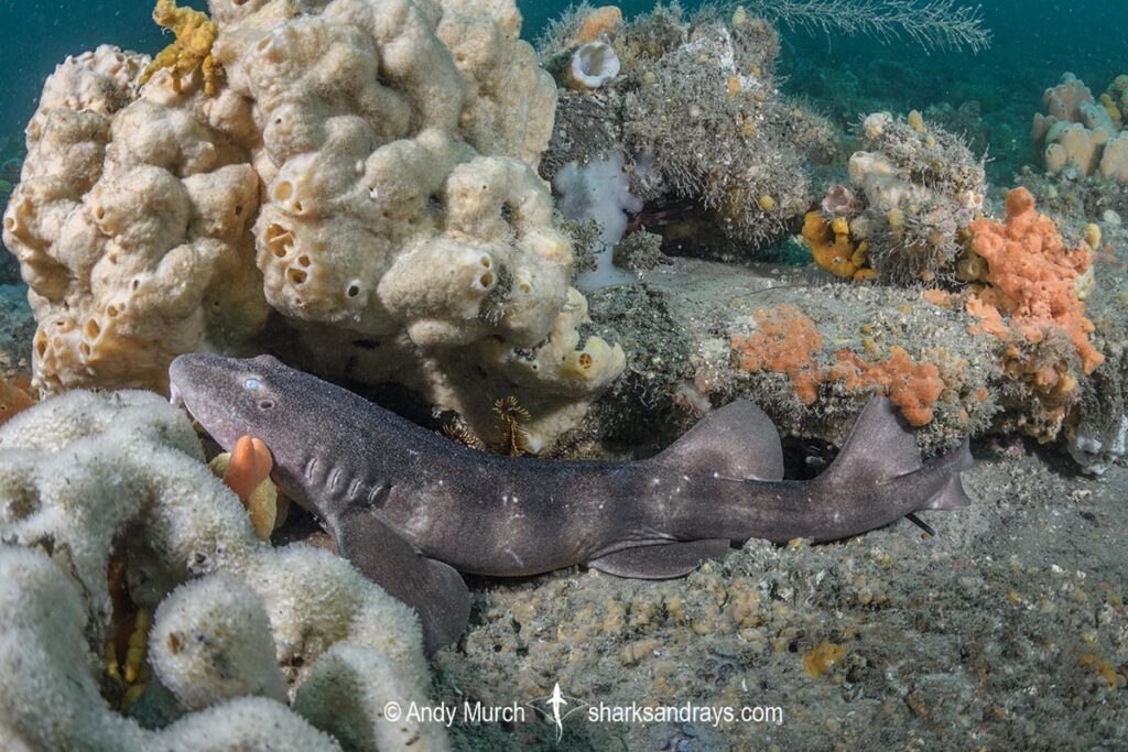 Blind-Shark-033 | Sharks and Rays