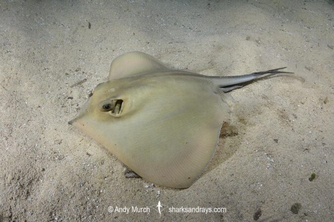 Common Stingray - Dasyatis pastinaca