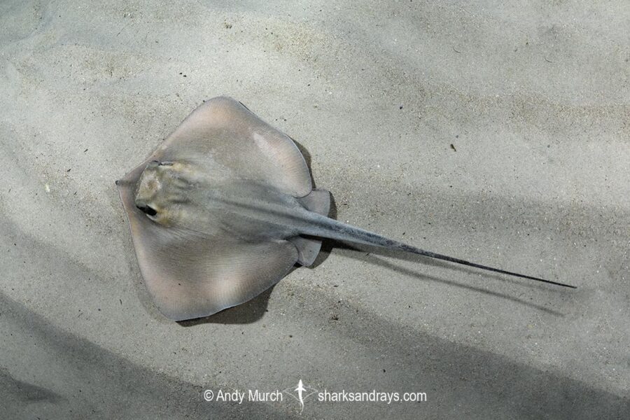Common Stingray 029 | Sharks and Rays