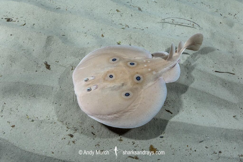 Common Torpedo Ray 003 | Sharks and Rays