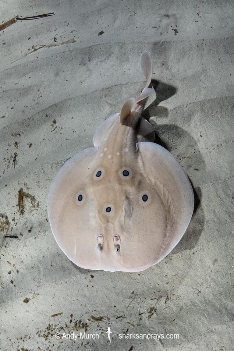 Common Torpedo Ray 004 | Sharks and Rays