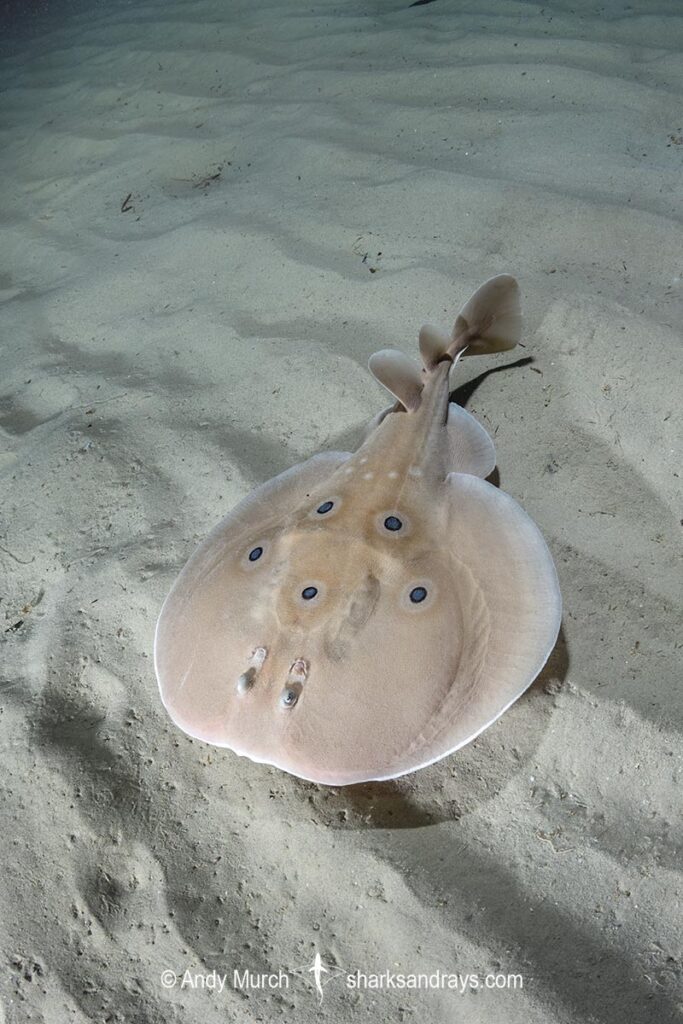 Common Torpedo Ray 018 | Sharks and Rays