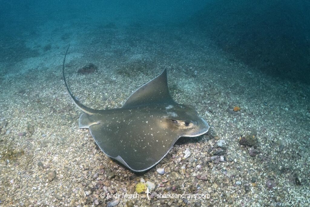 Bullnose Eagle Ray 003 | Sharks and Rays