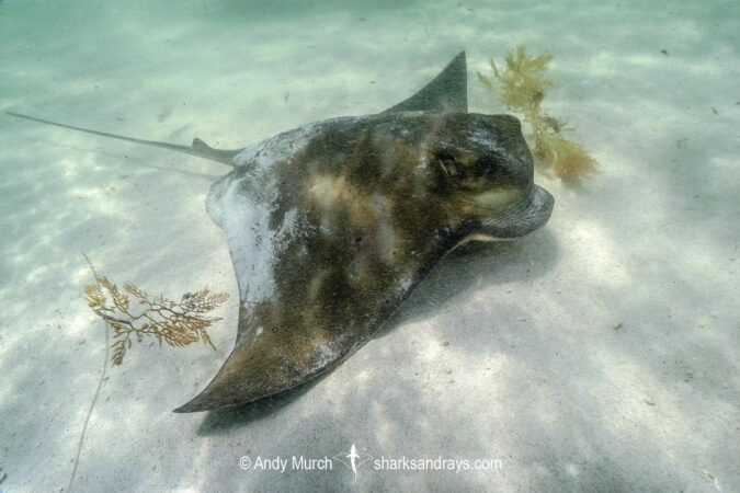 New Zealand Eagle Ray - Myliobatis tenuicaudatus