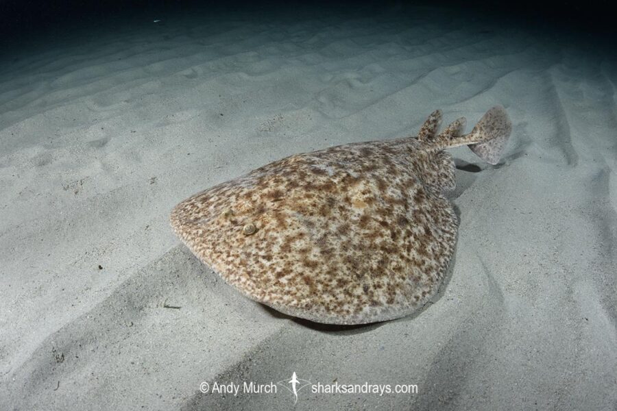 Marbled Torpedo Ray 046 | Sharks and Rays