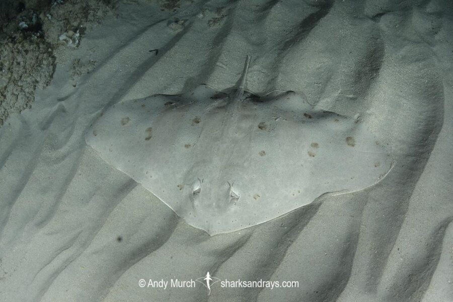 Spiny Butterfly Ray 046 | Sharks and Rays