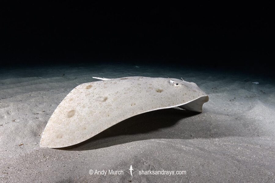 Spiny Butterfly Ray 058 | Sharks and Rays