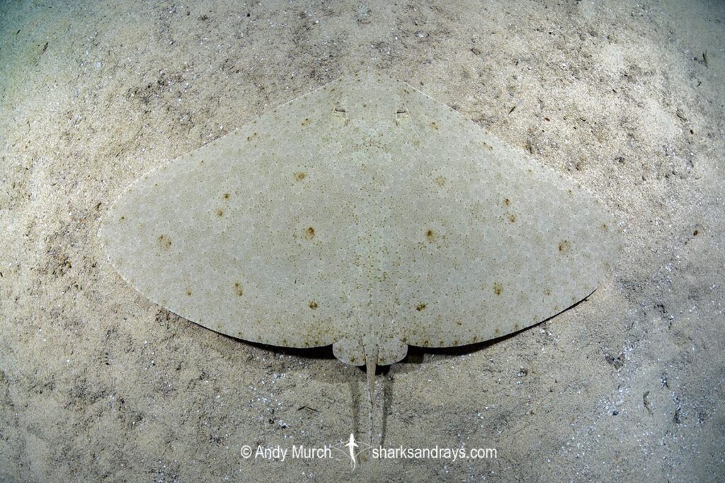Spiny Butterfly Ray 066 | Sharks and Rays
