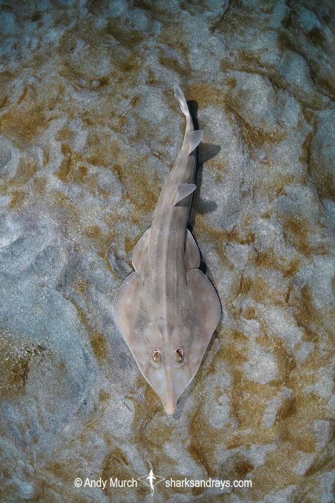 Bottlenose Guitarfish 026 | Sharks and Rays