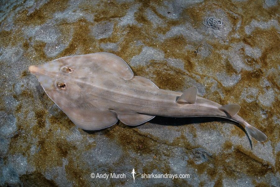 Bottlenose Guitarfish 028 | Sharks and Rays