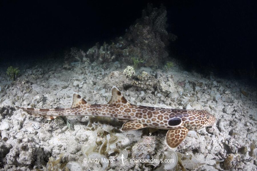 Leopard Epaulette Shark 006 | Sharks and Rays