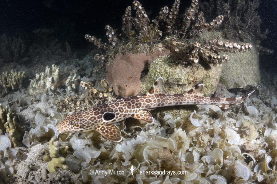 Epaulette Shark Photography Expedition in Papua New Guinea.