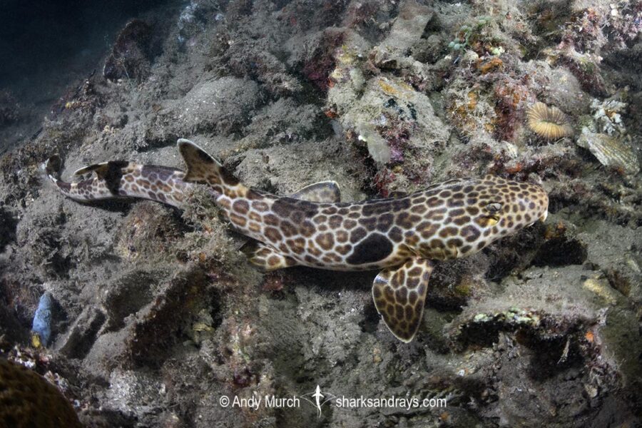 Leopard Epaulette Shark 042 | Sharks and Rays