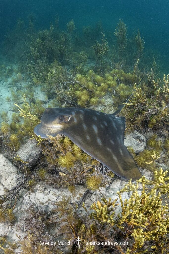 New Zealand Eagle Ray 035 | Sharks and Rays