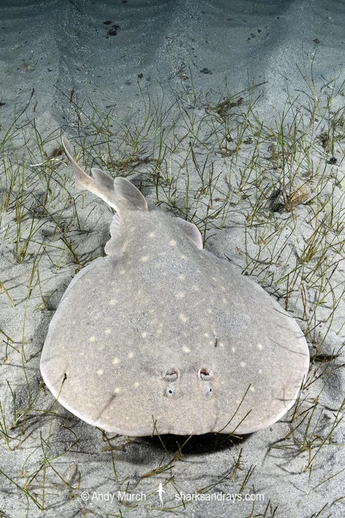 West African Torpedo Ray 002 | Sharks and Rays