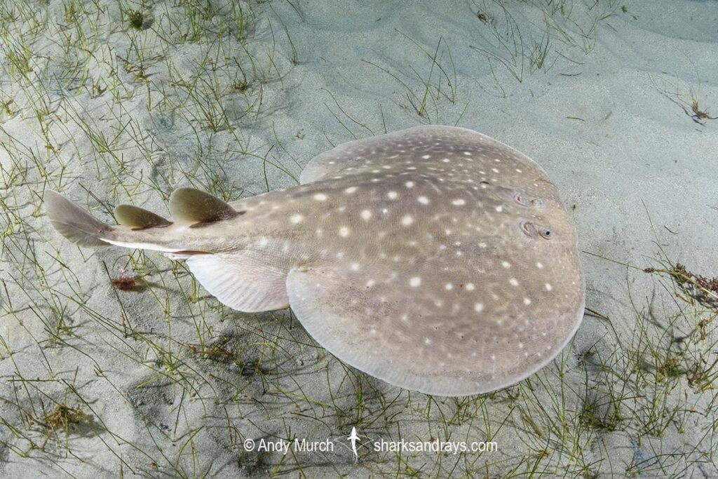 West African Torpedo Ray 005 | Sharks and Rays
